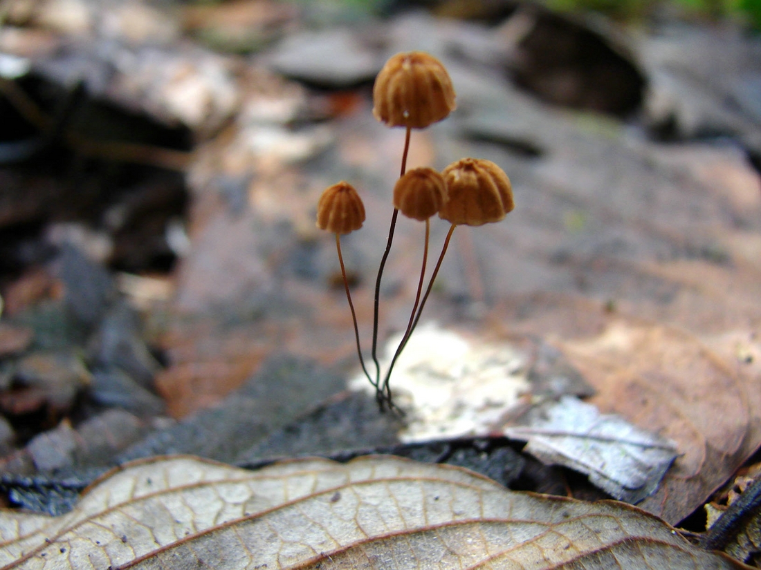 Marasmius ferrugineus